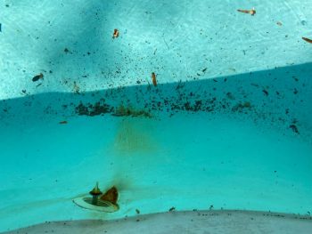 How to Remove Iron (Rust) Stains from a Pool